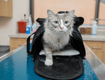 Travel Certificates for Pets — International & Domestic Travel | Bond Vet