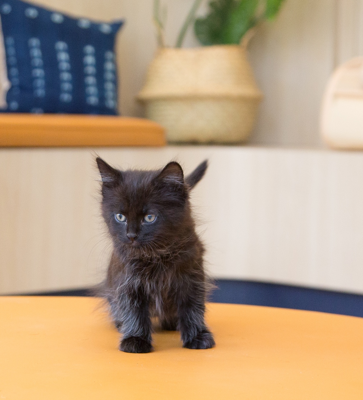 Motion Sickness in Cats: 10 Tips to Help a Car Sick Cat | Bond Vet