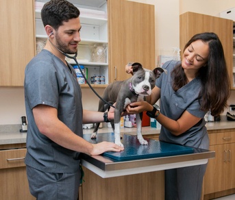 Upper East Side at 62nd Street Animal Hospital & Vet Clinic | Bond Vet