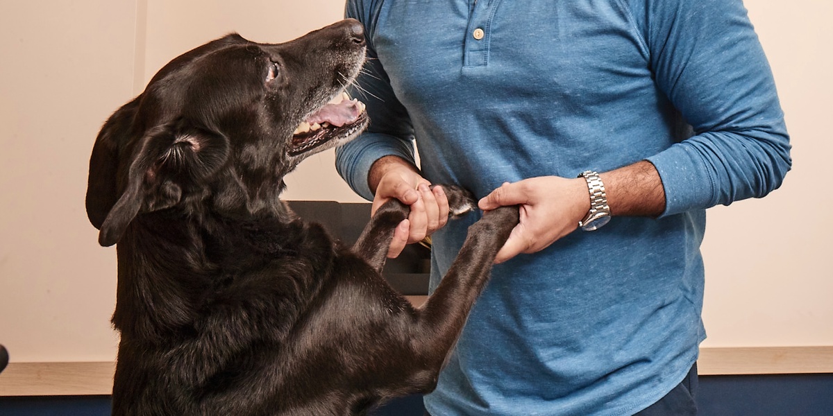 Why a Daily Dog Routine is Important & What it Should Look Like | Bond Vet