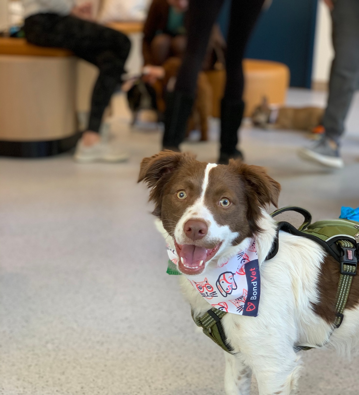 What Is the DA2PP Vaccine for Dogs? | Bond Vet