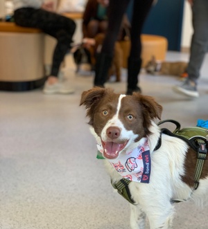 What Is the DA2PP Vaccine for Dogs? | Bond Vet