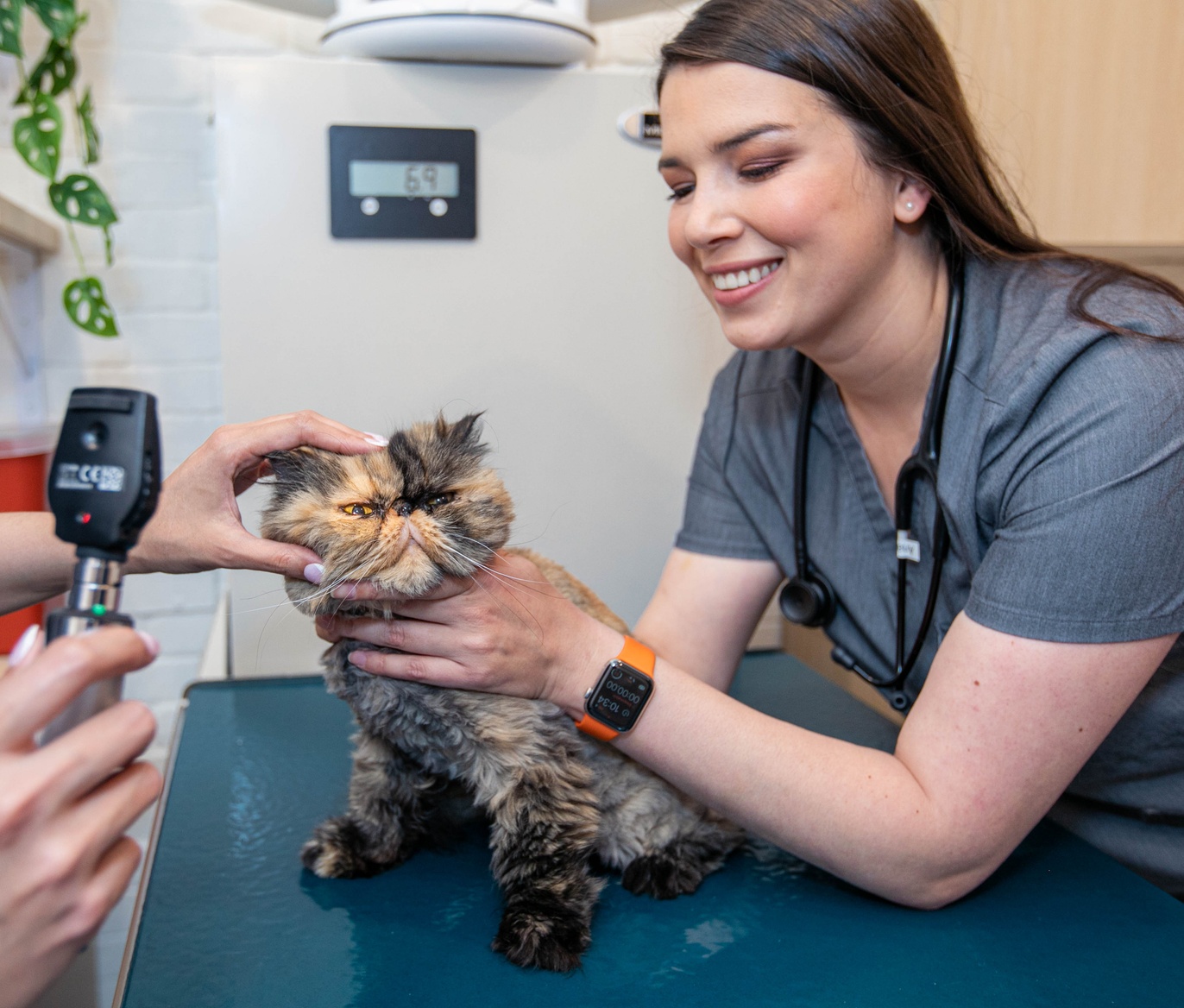 Merrick, NY Animal Hospital & Vet Clinic - Checkups, Emergencies ...