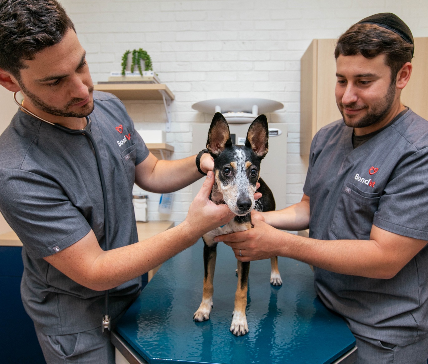 NoHo Animal Hospital & Vet Clinic | Bond Vet