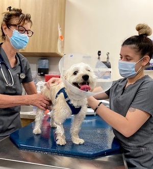 Femoral Head Ostectomy: FHO Surgery for Dogs & Cats | Bond Vet