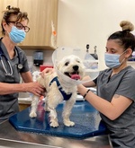 Femoral Head Ostectomy: FHO Surgery for Dogs & Cats | Bond Vet