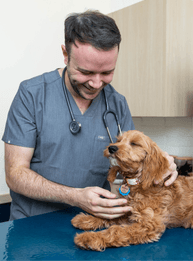 Book a Vet Appointment | Bond Vet