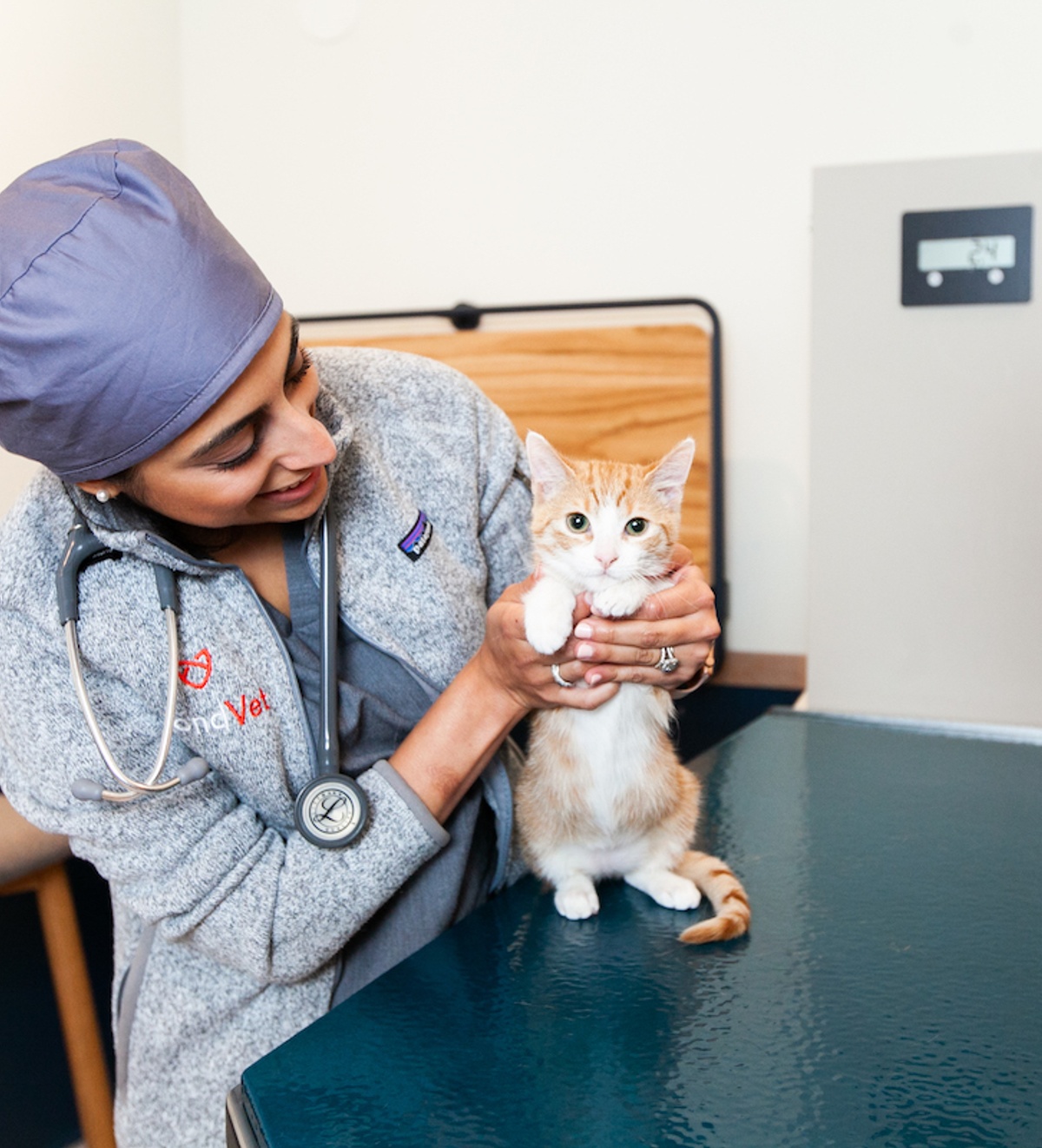 Roundworm Infection in Cats: How to Keep Your Cat and Family Safe ...