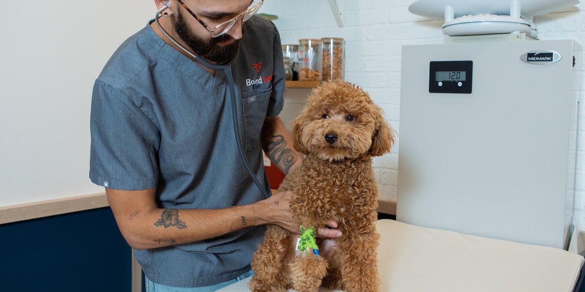Expert Veterinary Medical Advice Blog | Bond Vet