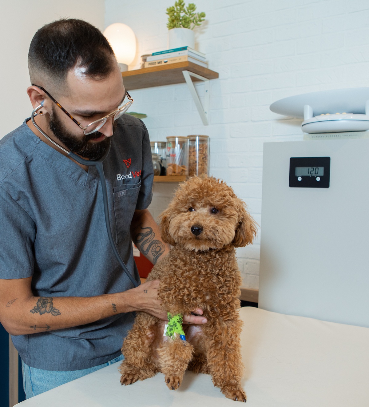 The Core Vaccines Your Pet Needs | Bond Vet