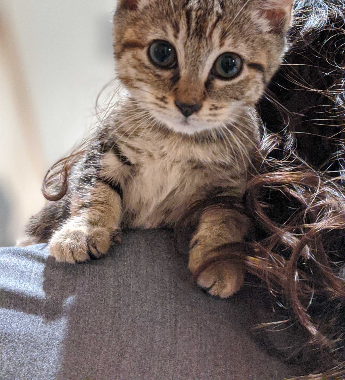 Cat Poop Color: What Is Your Cat’s Poop Telling You? | Bond Vet