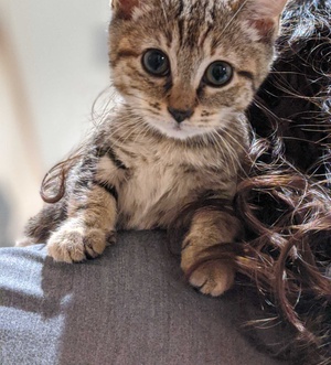 Cat Poop Color: What Is Your Cat’s Poop Telling You? | Bond Vet