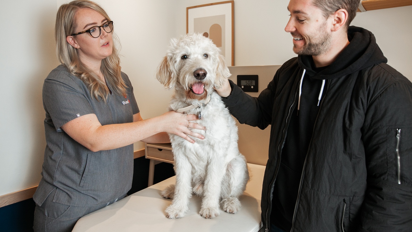 Mass Removals | Bond Vet