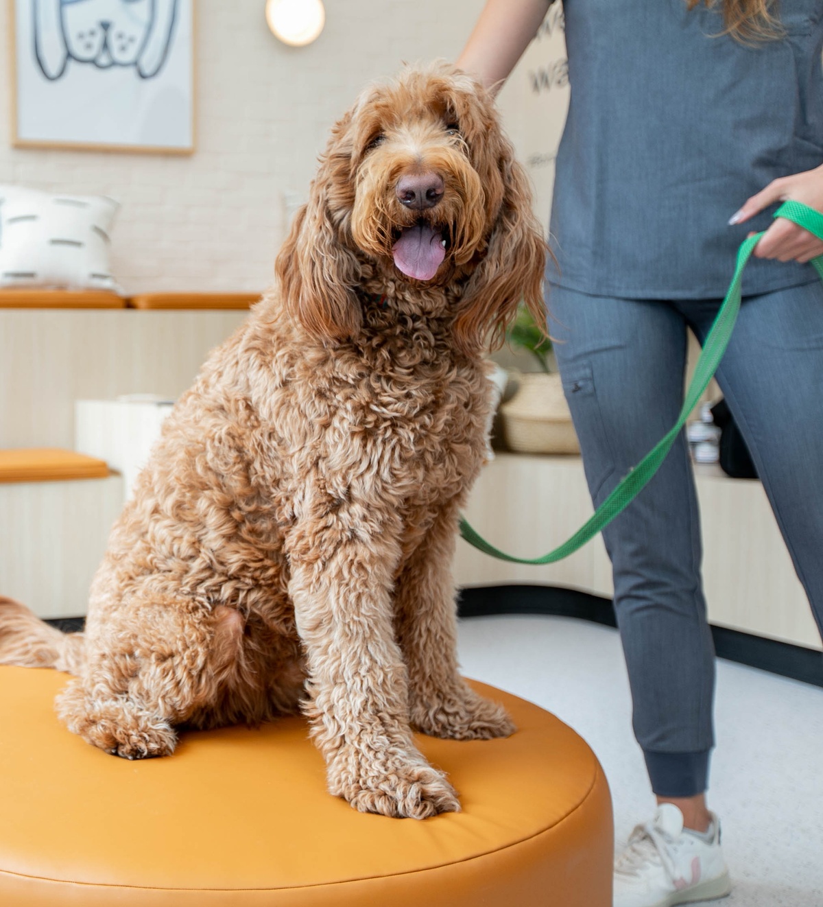 Dog Poop 101: Essential Guide of Healthy and Unhealthy Dog Poop | Bond Vet