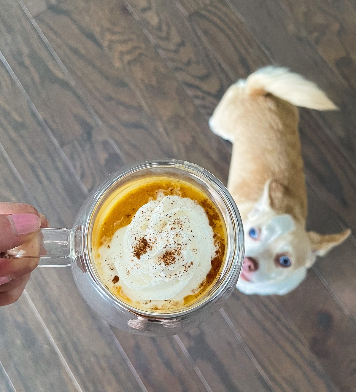Fall Recipe: Pupkin Spice Latte | Bond Vet