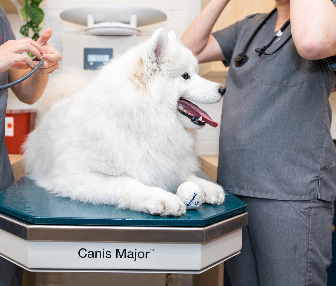 Lakeview Animal Hospital & Vet Clinic - Chicago, IL | Bond Vet