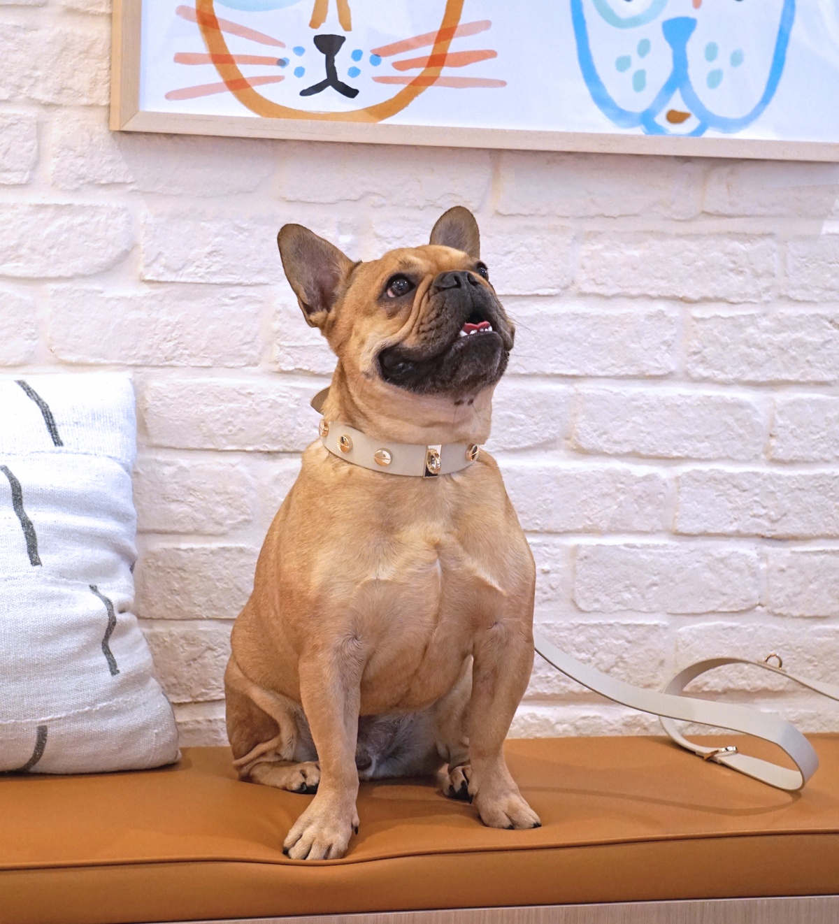 Can Dogs Get Sunburn and What Are the Signs? | Bond Vet