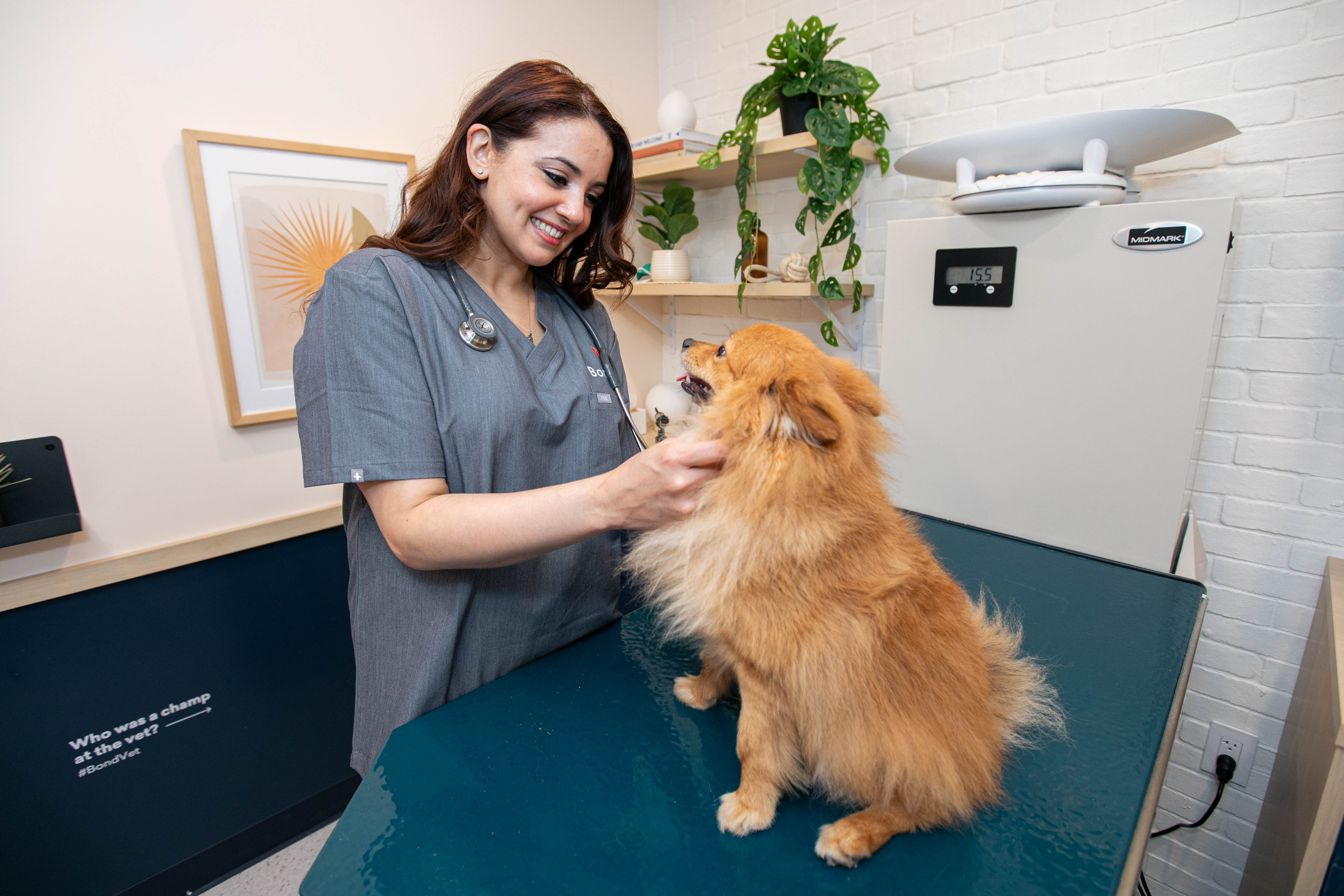 Covid Rash Lip Swelling In Dogs Causes And Treatment Infoupdate Covid Rash Lip Swelling In Dogs Causes And Treatment Infoupdate
