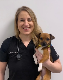 About Us and our wonderful veterinarians | Bond Vet