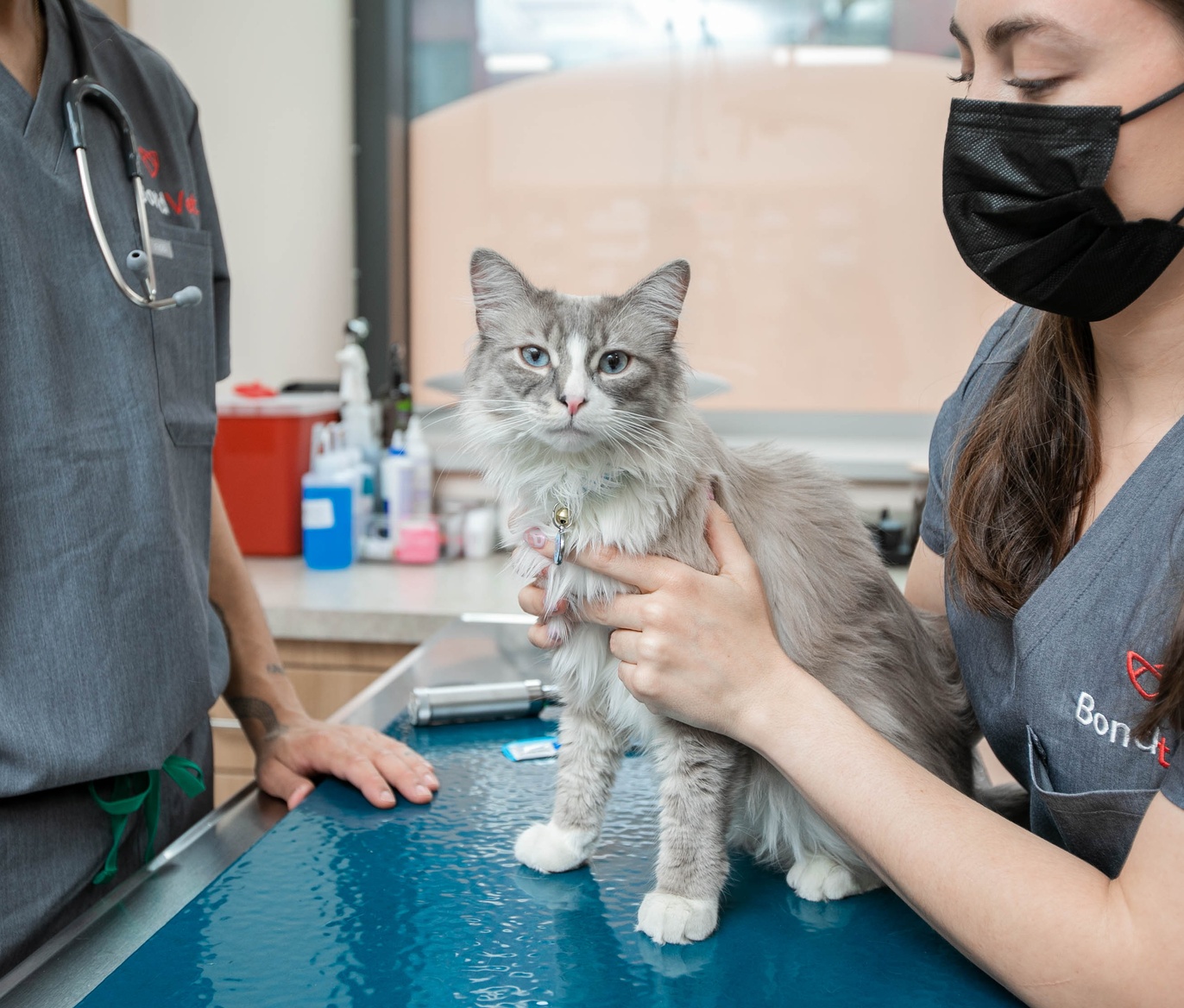 Union Animal Hospital & Vet Clinic in New Jersey | Bond Vet