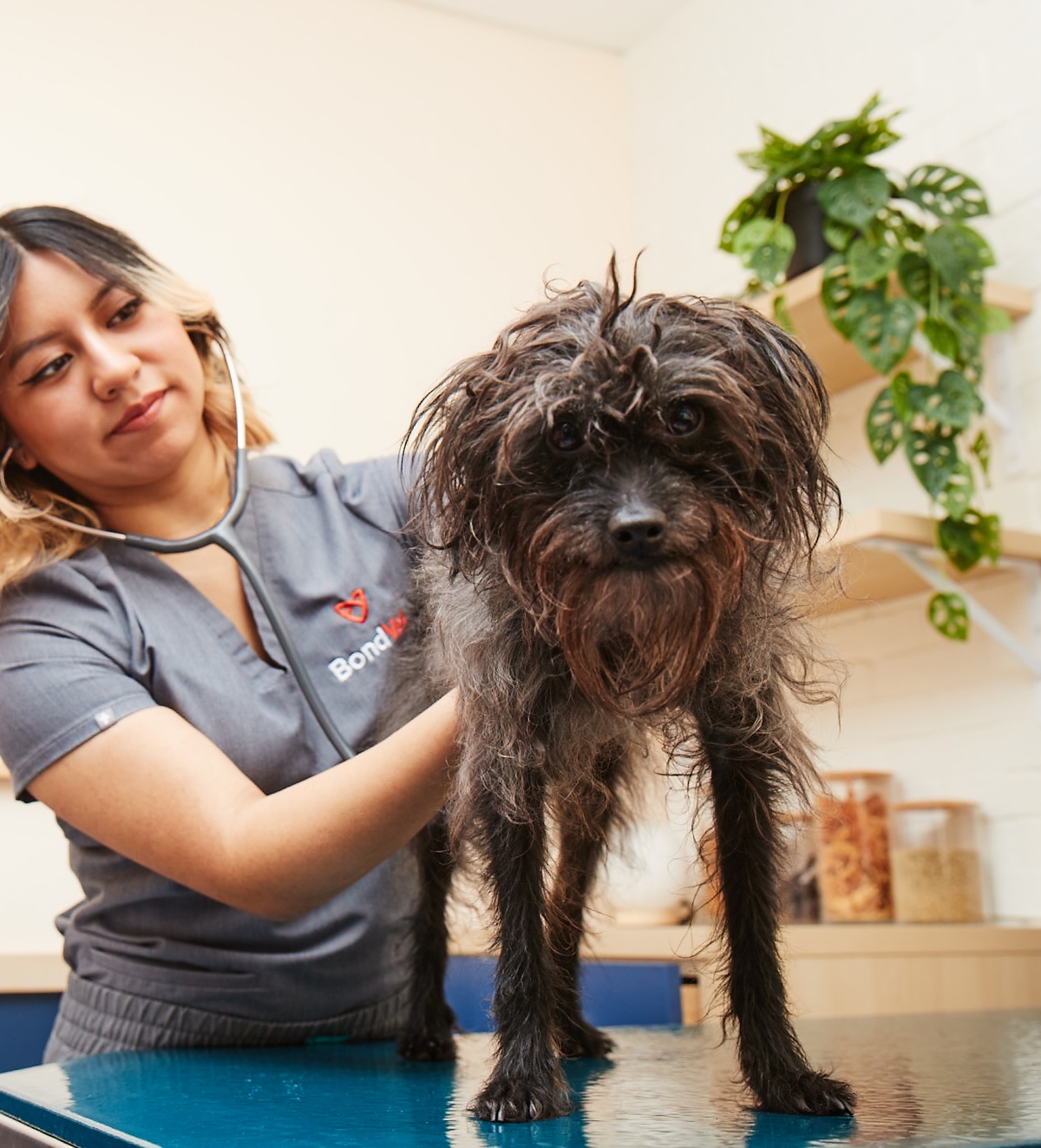 Dog Skin Tags: What They Are and What To Do About Them | Bond Vet