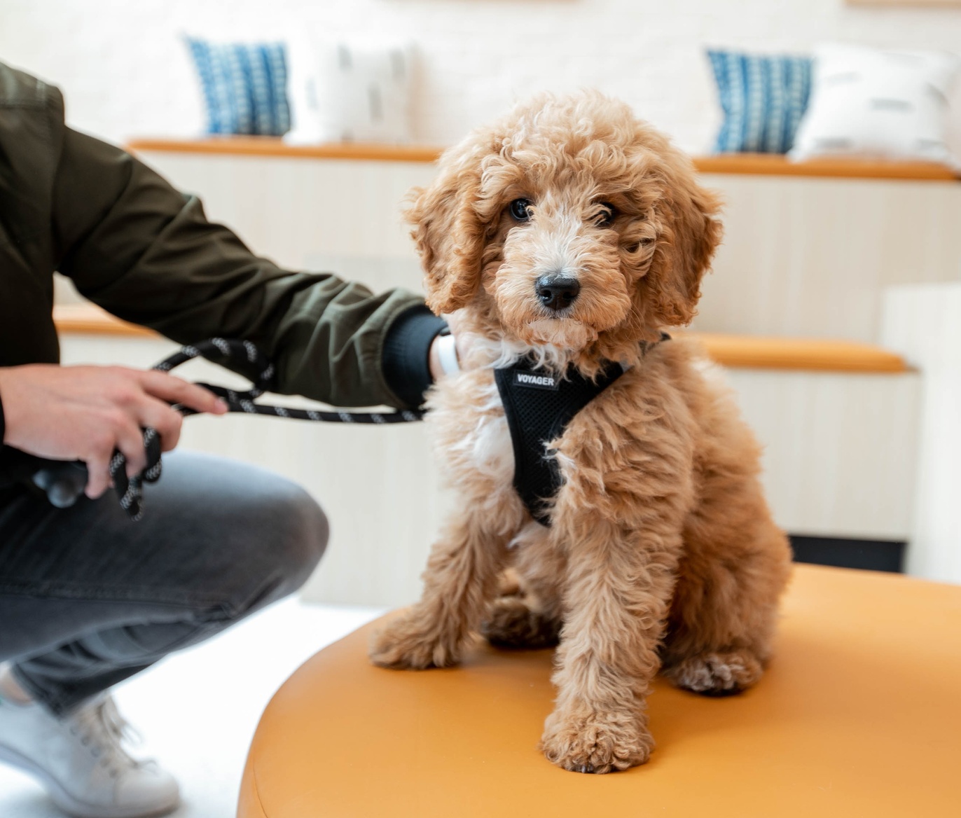 Bedford Stuyvesant Veterinary Clinic