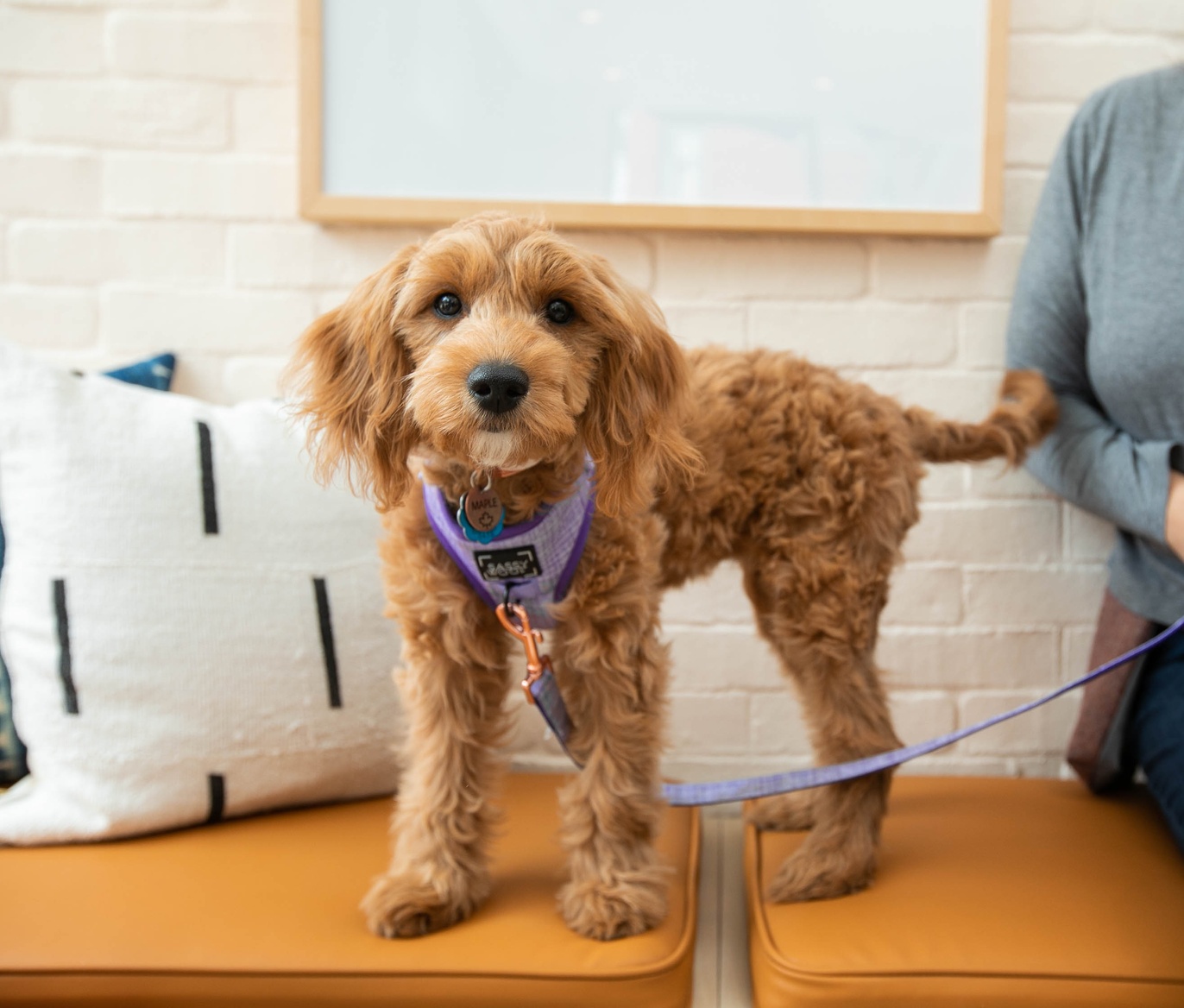 Logan Circle Animal Hospital & Vet Clinic - Downtown Washington, DC ...