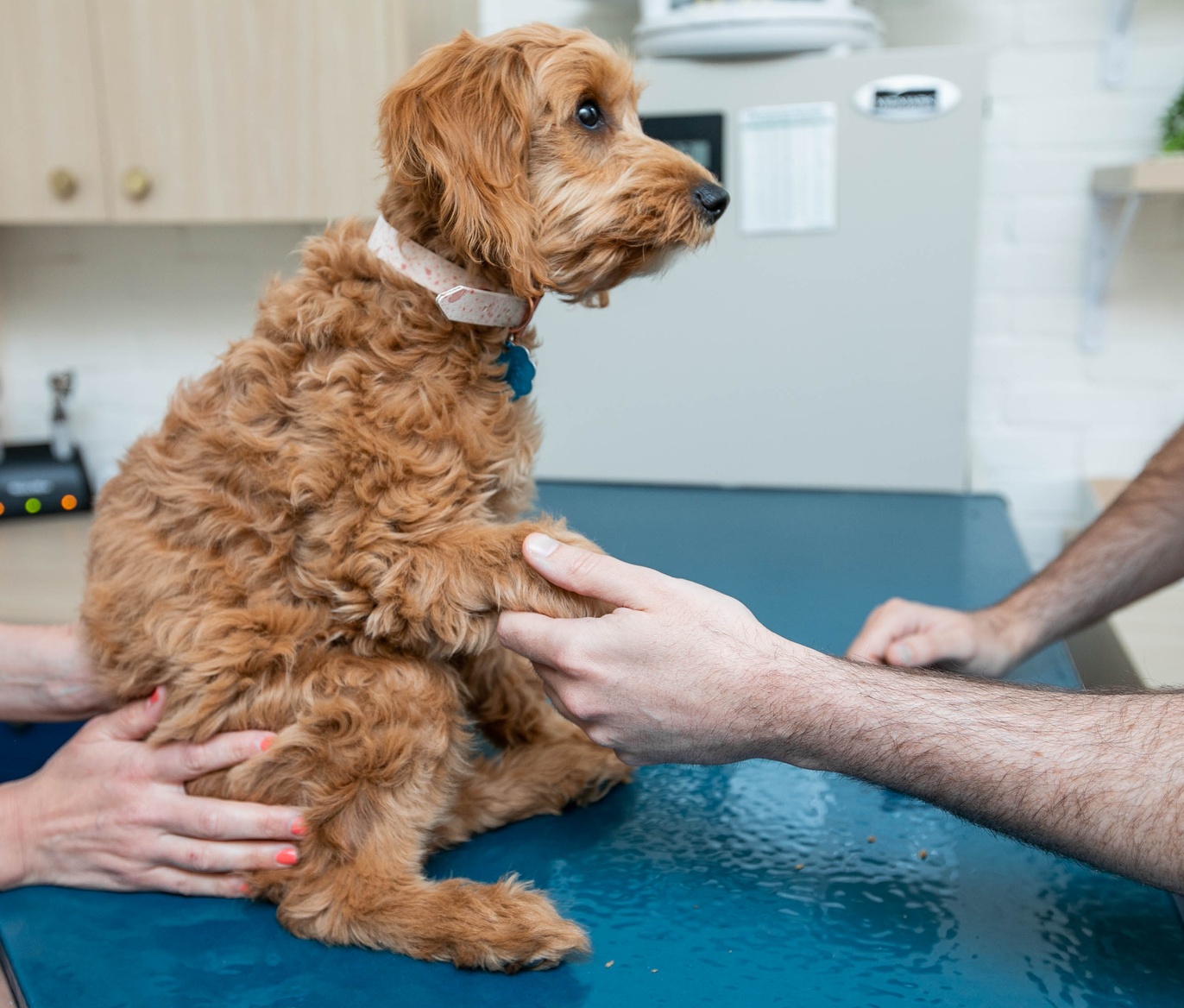 Upper West Side at 112th Street Animal Hospital & Vet Clinic | Bond Vet