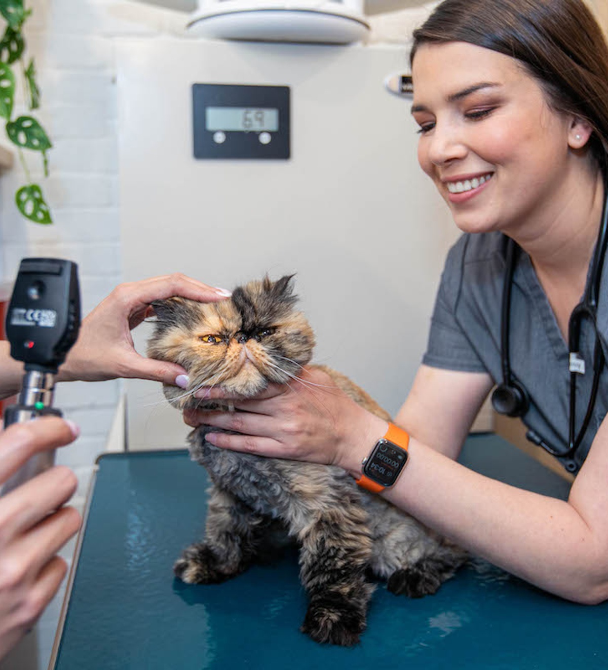 Conjunctivitis In Cats: Symptoms, Treatment, and More | Bond Vet