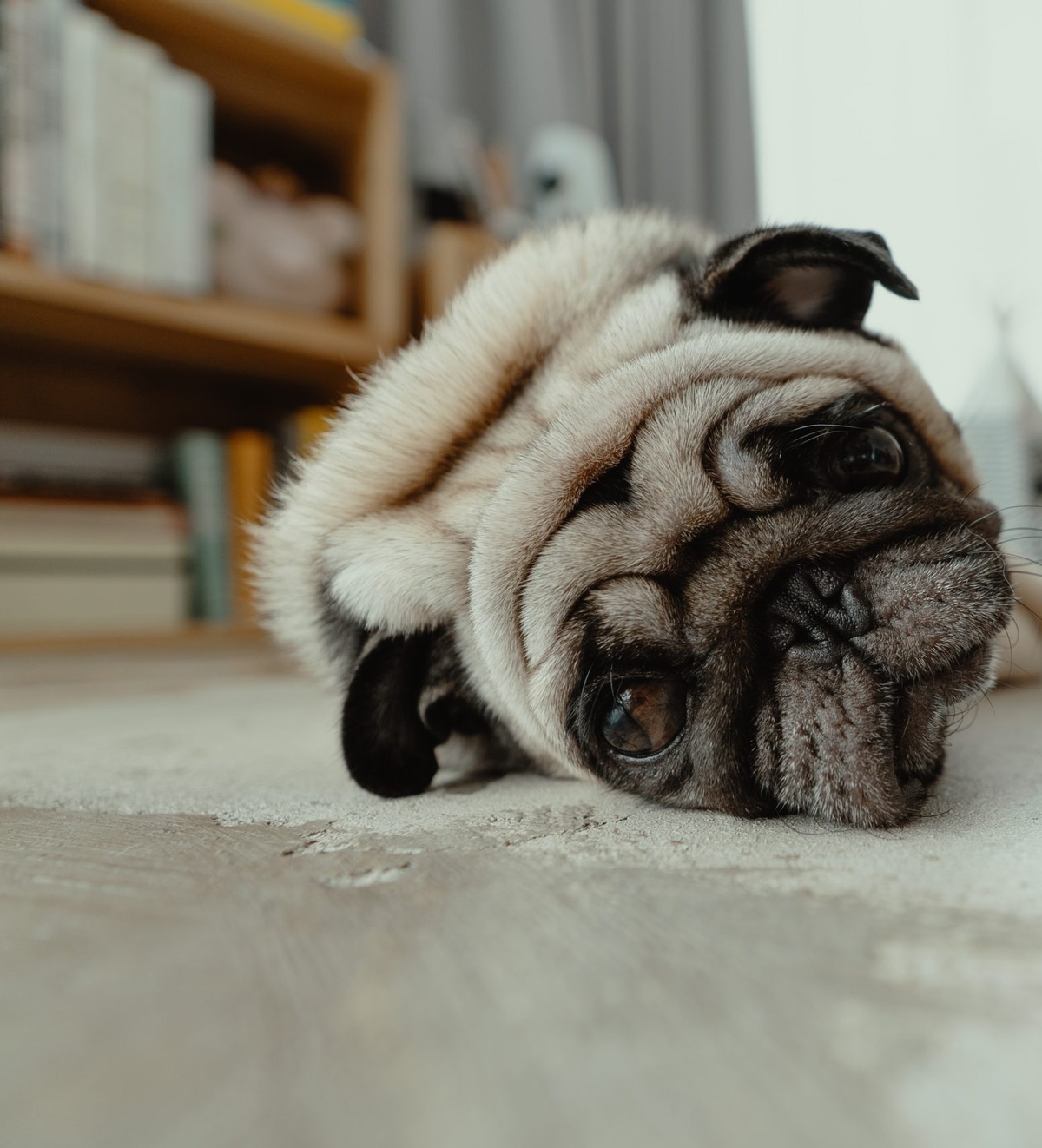 The Best Breeds for Small Spaces | Bond Vet