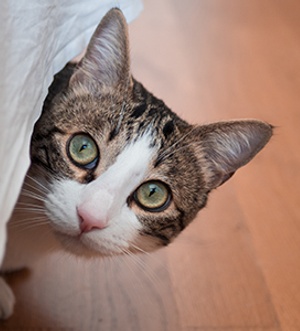 How to Calm an Anxious Cat: Tips Our Vets Want You to Know | Bond Vet