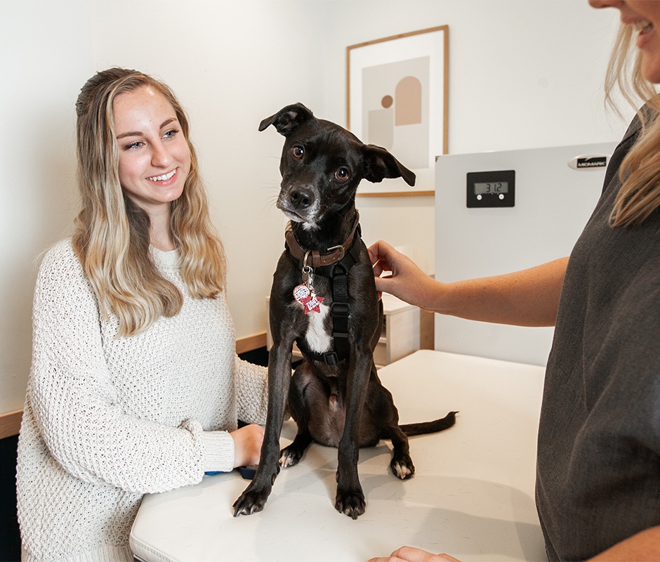 Preventive care & wellness exams for pets | Bond Vet